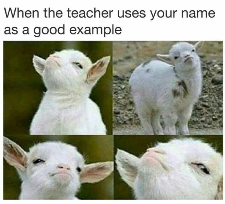 Smug Sheep Meme By Bootyhunter Memedroid