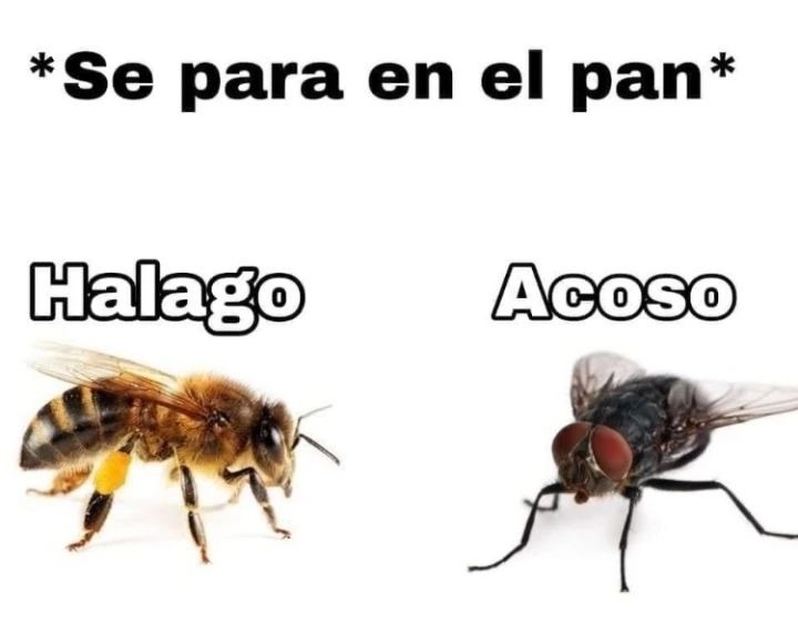 Acoso - Meme subido por NeroMeMesFrescos :) Memedroid