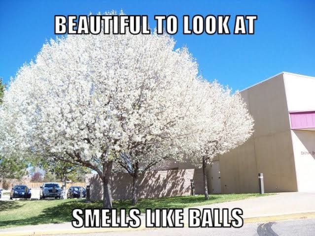 Semen tree or you could say cum tree - Meme by SCAR_LETT :) Memedroid