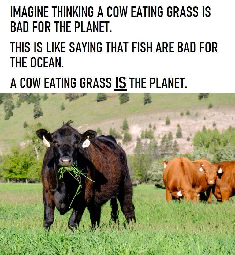 Cow Eating Grass Is The Planet Meme By Schizoidman Memedroid