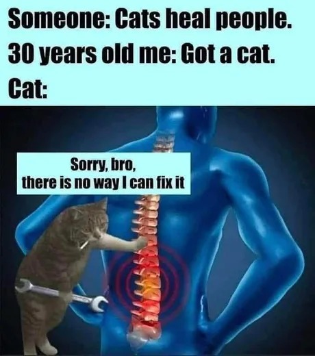 Cat memes - Meme subido por TaylorStep :) Memedroid