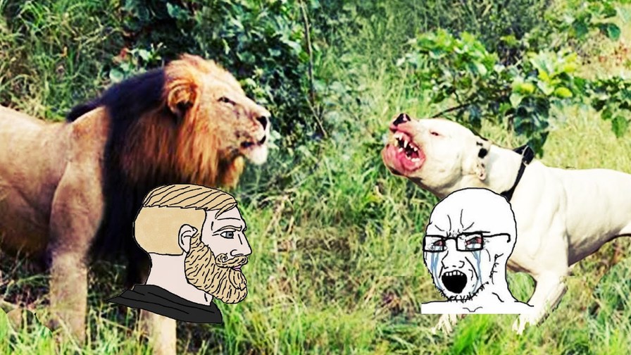 Top memes de Léon en español :) Memedroid