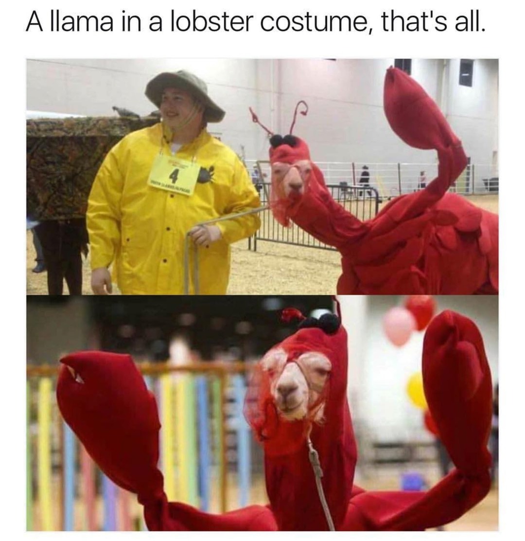 The best Lobster memes :) Memedroid