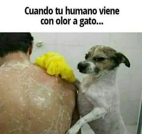 Perro mañoso - Meme subido por Richar_98 :) Memedroid
