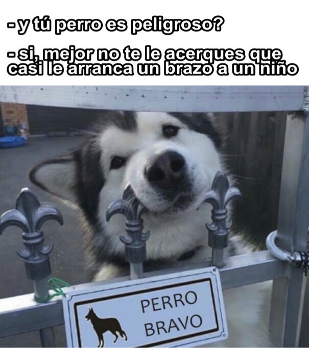 El perel más bravo del condado - Meme subido por Rama_tp :) Memedroid