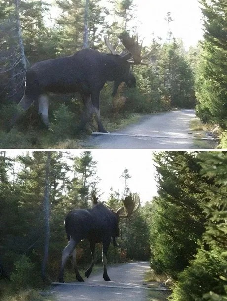 The best Elk memes :) Memedroid