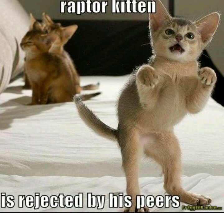 Kitty - Meme by Crazyweirdo :) Memedroid