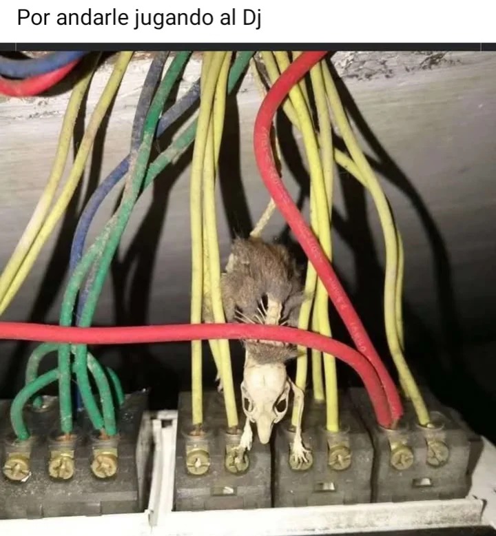 Top memes de Ratón en español :) Memedroid