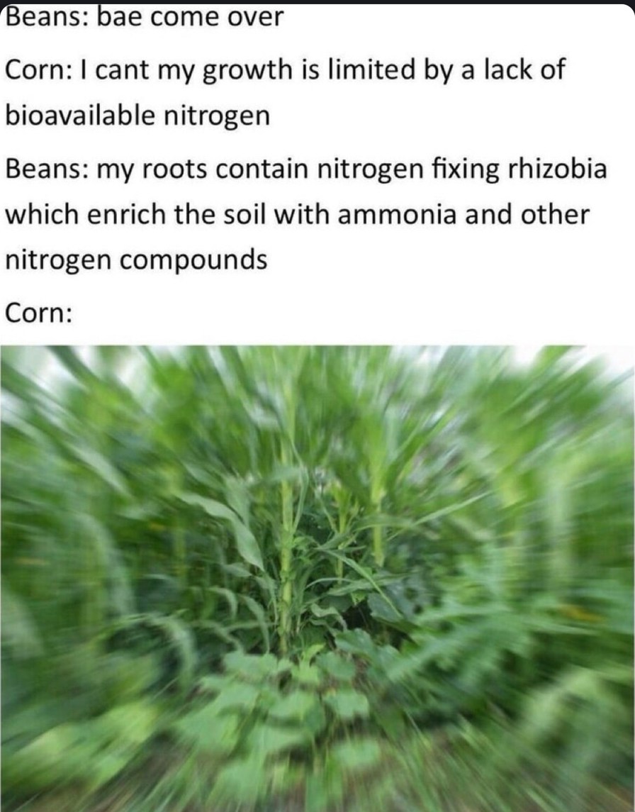 The best Corn memes :) Memedroid