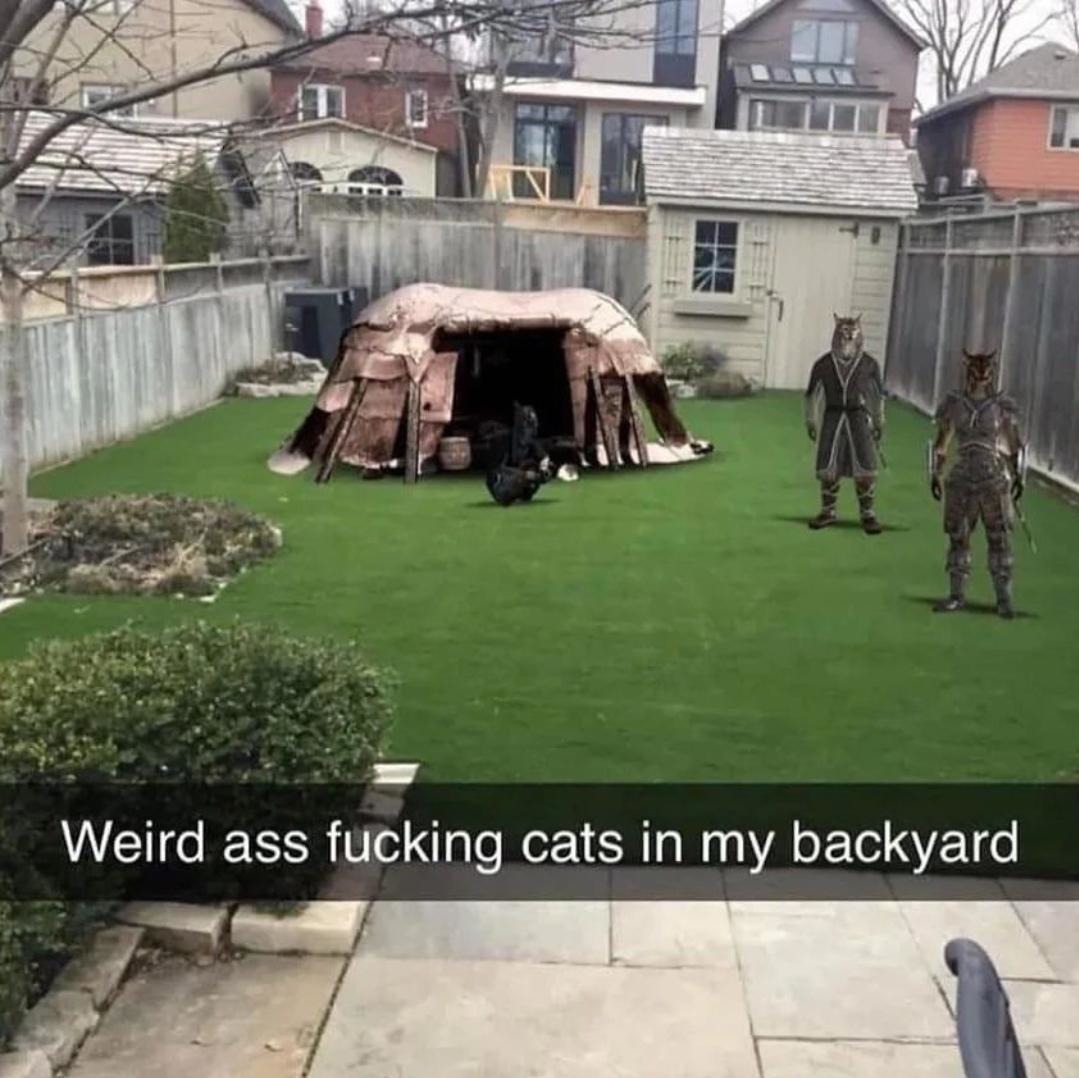Weird cats in my backyard - Meme by NOVAscope :) Memedroid