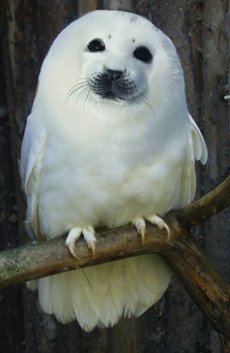 Top memes de Seawl en español :) Memedroid