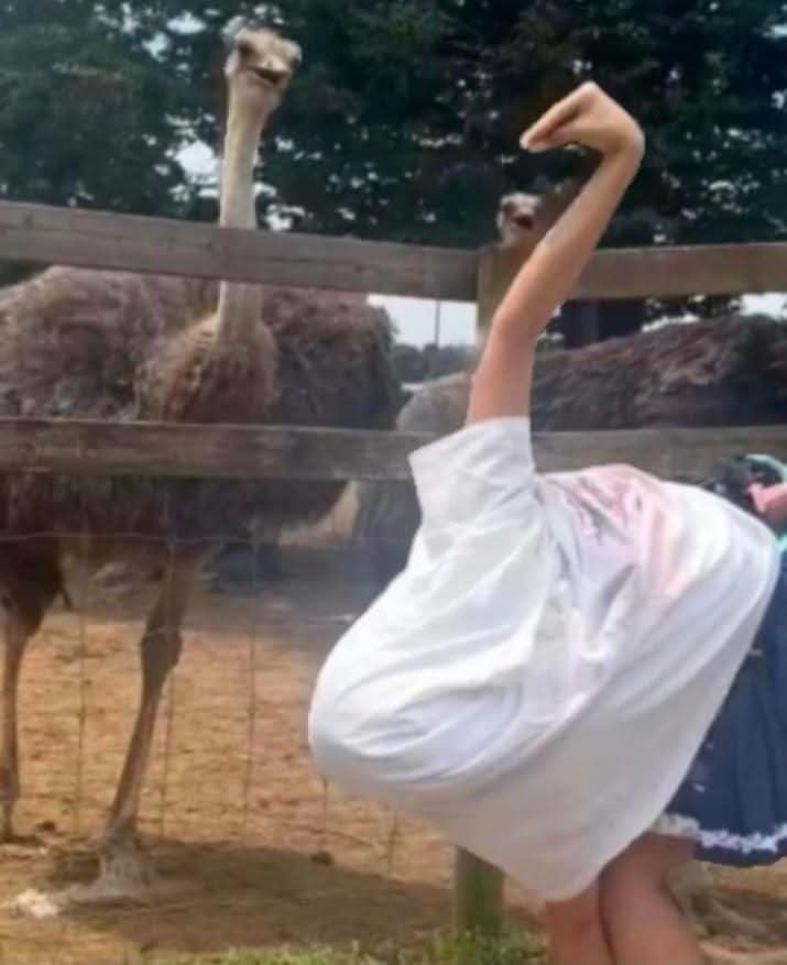 The best Ostrich memes :) Memedroid