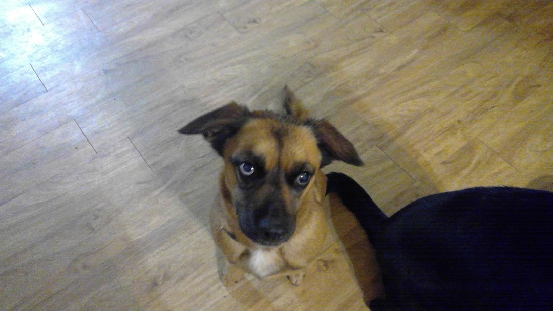 Ayo, wtf is wrong with my dog? - Meme by Ayoooo :) Memedroid