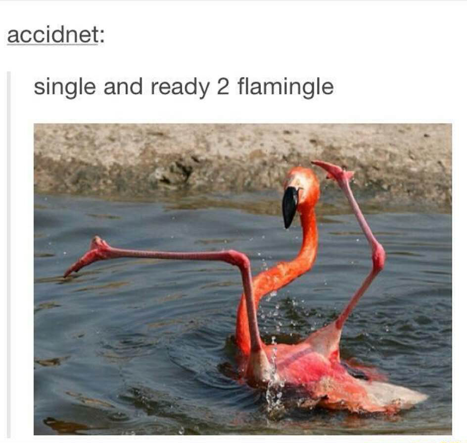 The best Flamango memes :) Memedroid