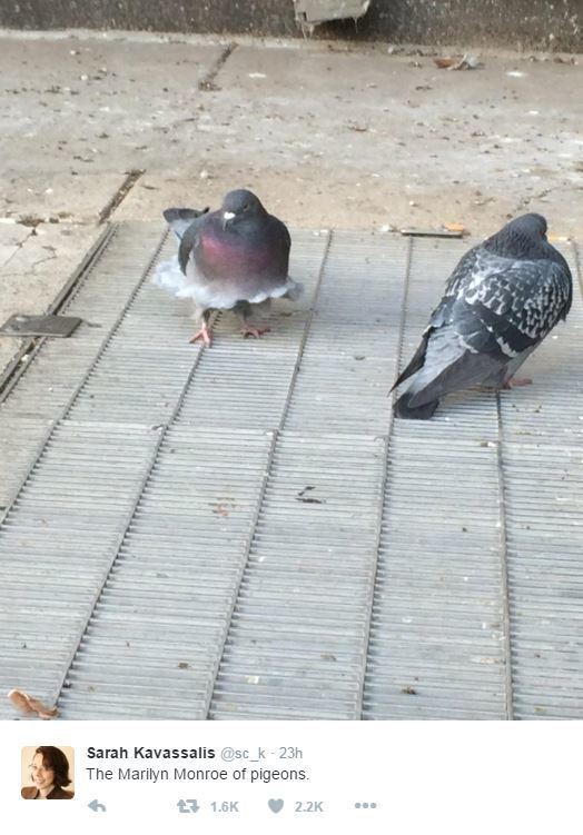 The Marylin Monroe of the pidgins - Meme by vincewouw :) Memedroid