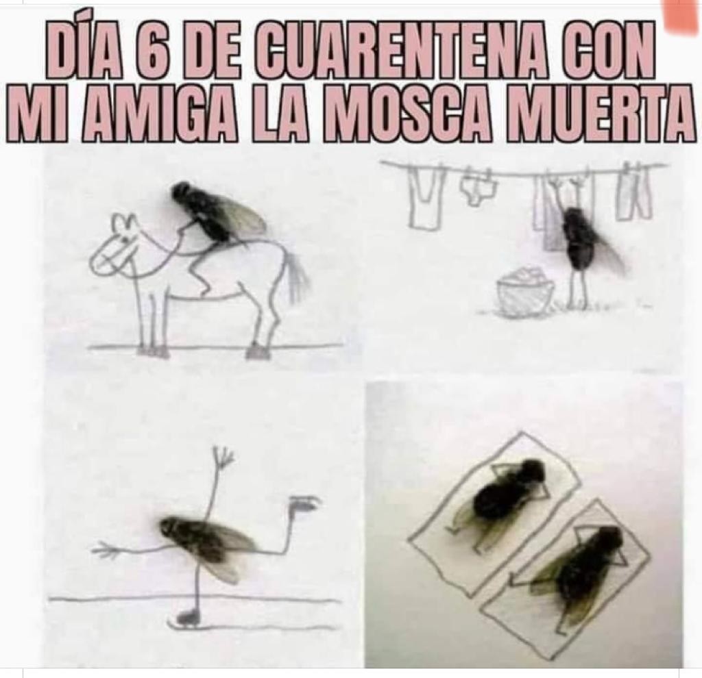 Cuarentenas bergas, mosca - Meme subido por wolschaldo :) Memedroid
