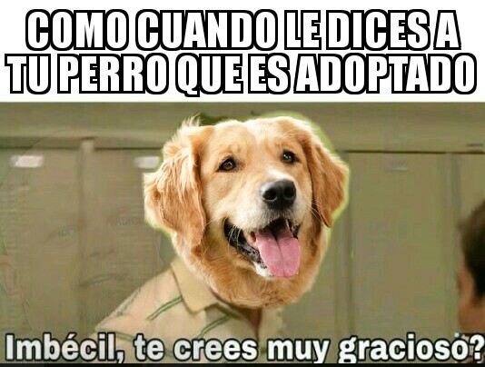 Pobre Firulais. - Meme subido por Rick_Harrison_ok :) Memedroid