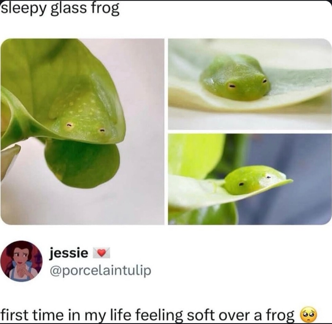 The best Frog memes