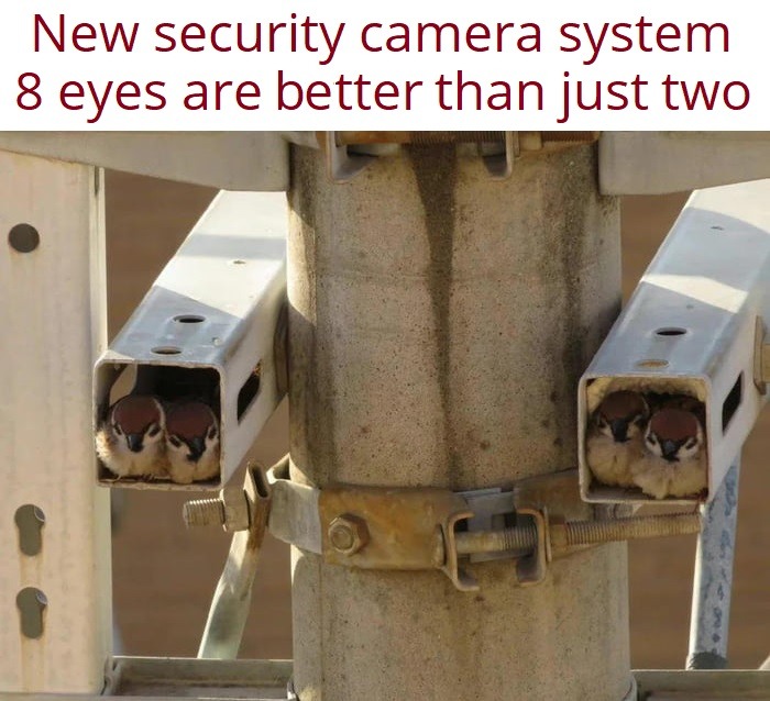 A bird's eye - Meme by schizoidman :) Memedroid