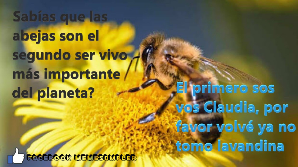 abeja - Meme subido por calvix1 :) Memedroid