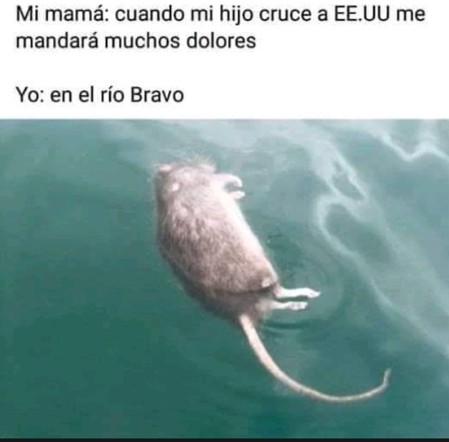 Los Últimos Memes :) Memedroid