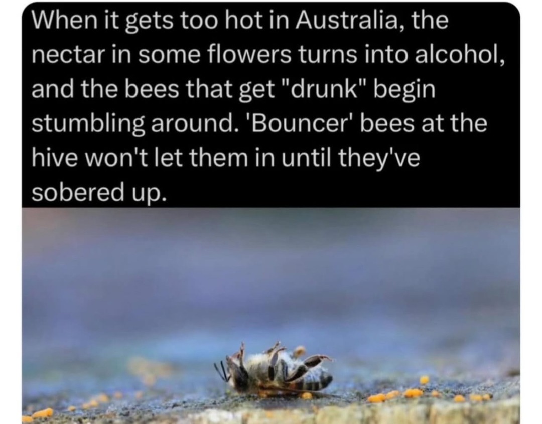 The best Bees memes :) Memedroid