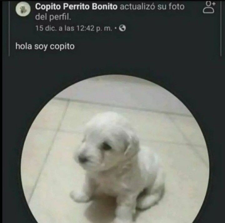 Top memes de Perros en español :) Memedroid