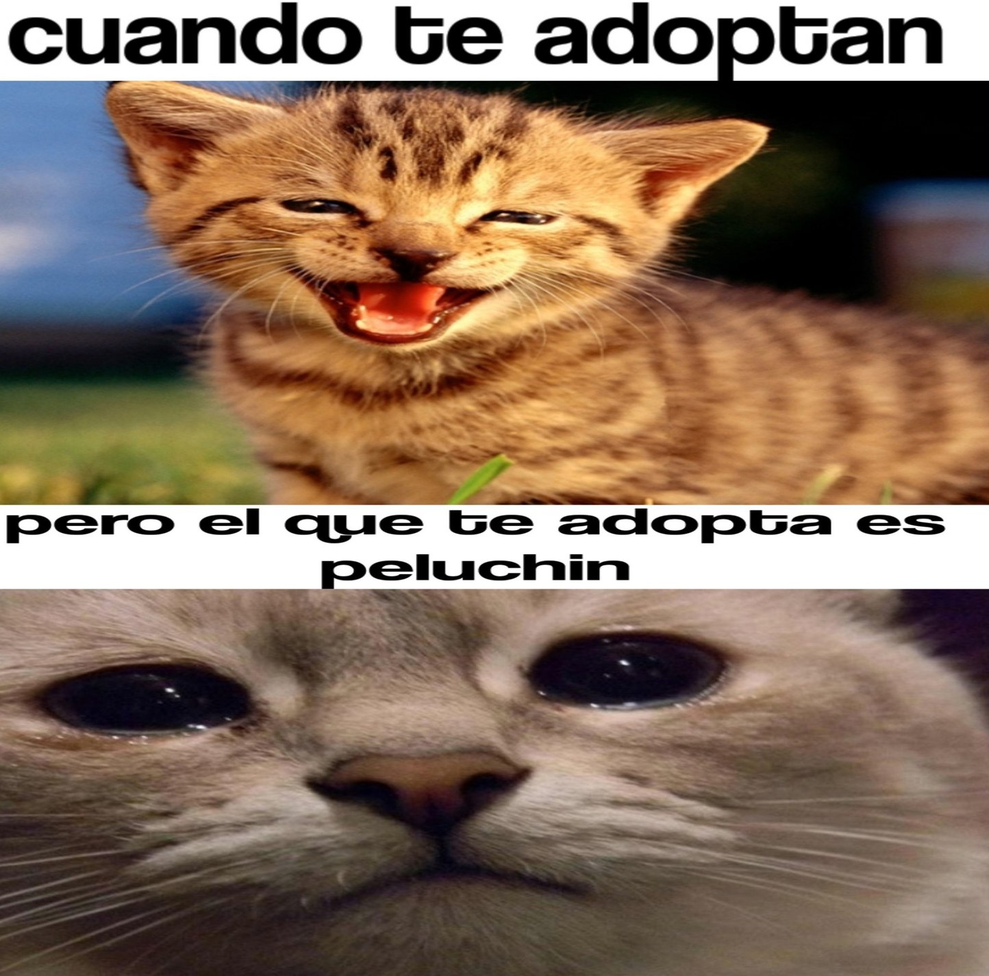 Perdón - Meme subido por ElISAK :) Memedroid