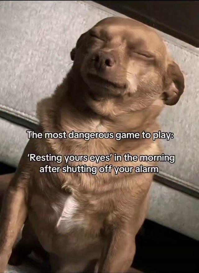 Dog - Search results :) Memedroid