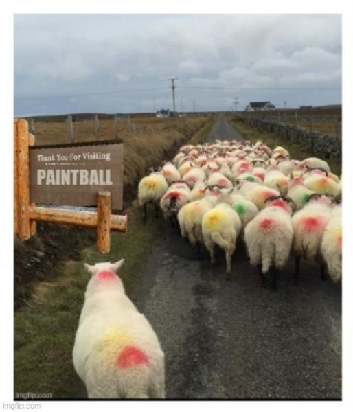 Sheep Baa Memes 15 Sheep Memes Will Have You Giggling All Day I Can