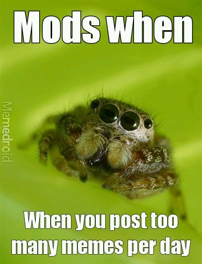 Awkward Spider Memes