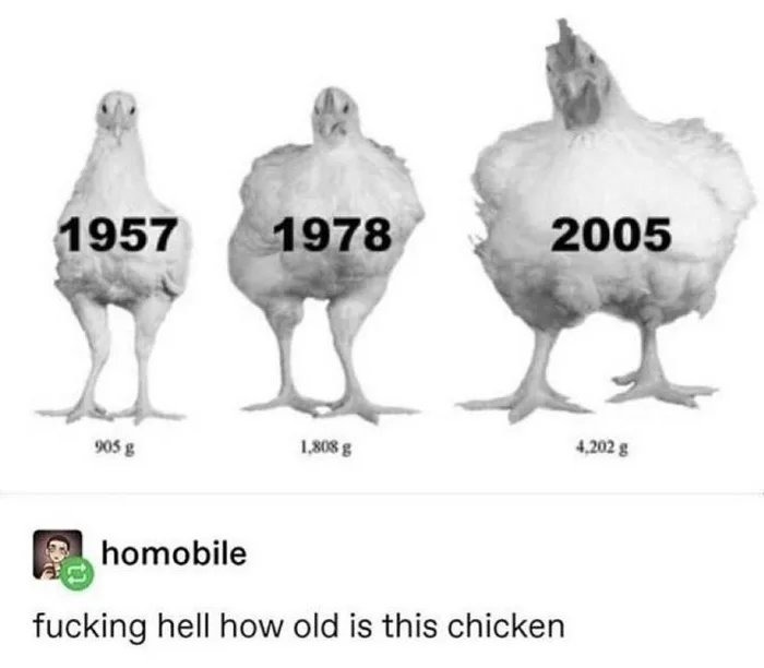 The best Chicken memes :) Memedroid