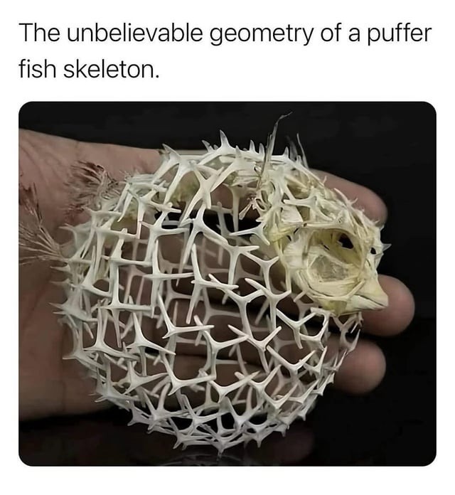 The best Fish memes :) Memedroid