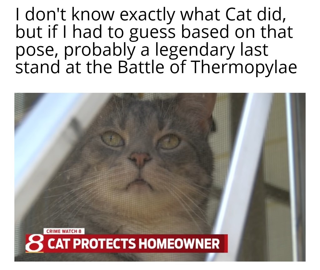 If I Had One Cat Meme