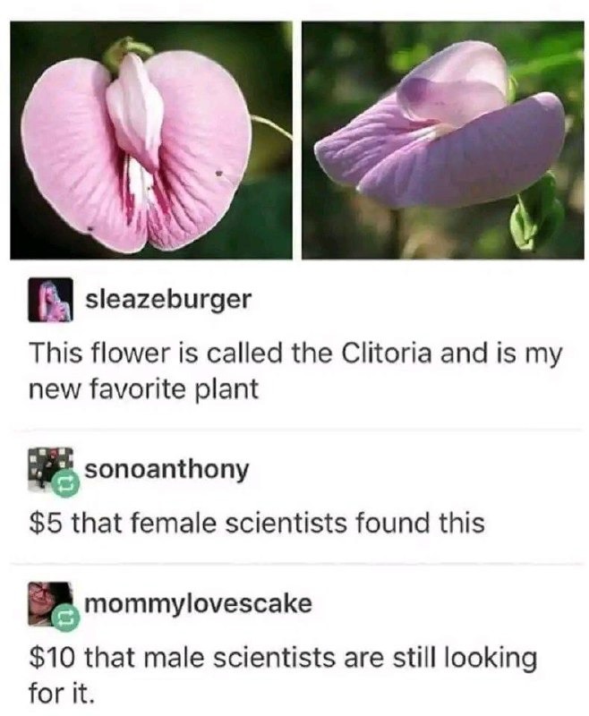 The best Flower memes :) Memedroid