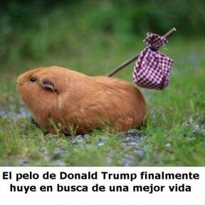 Es libre - Meme subido por BluKay :) Memedroid