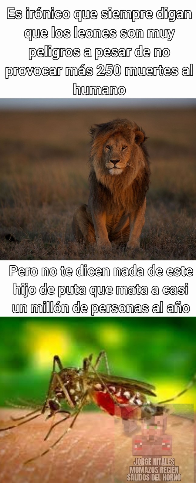 Top memes de Léon en español :) Memedroid