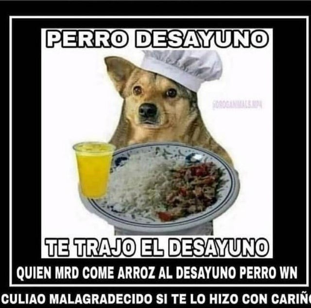 Perro desayuno - Meme subido por KermRetrasado :) Memedroid