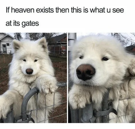 The best Heaven memes :) Memedroid