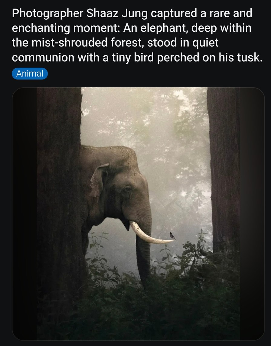 The best Elephant memes :) Memedroid