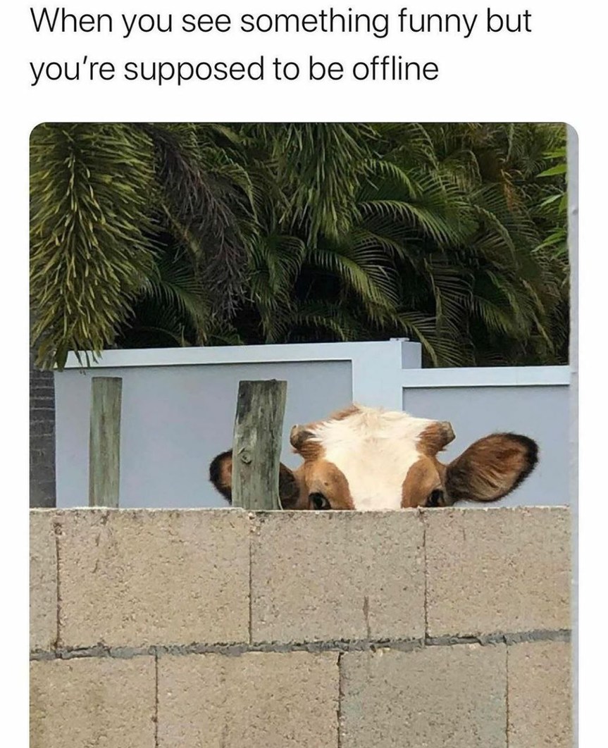 The best Cow memes :) Memedroid