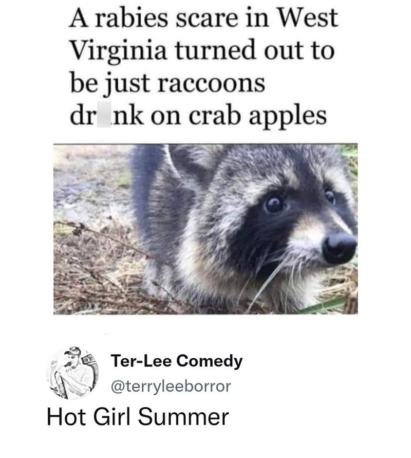 The best Raccoon memes :) Memedroid