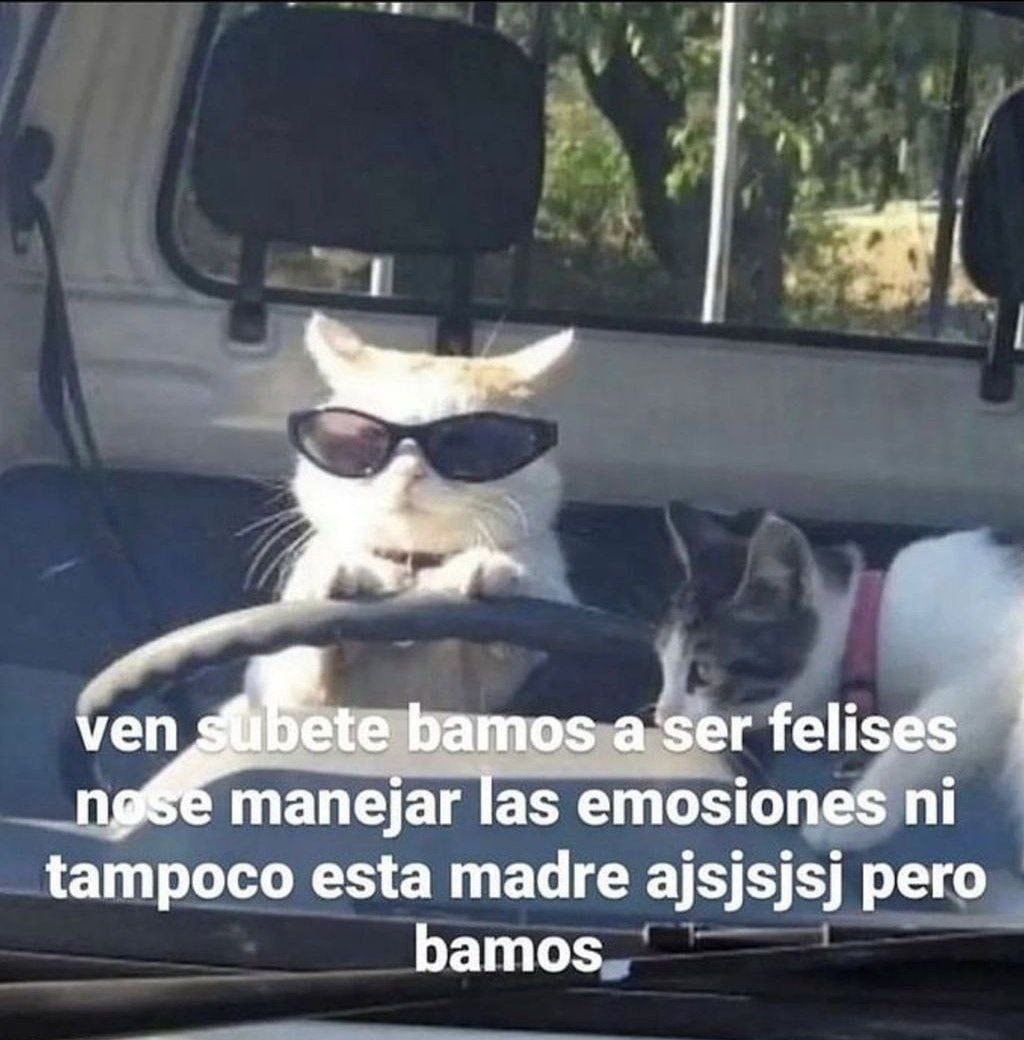 Es Viernes Meme De Gato No Es Viernes, Pero Meh