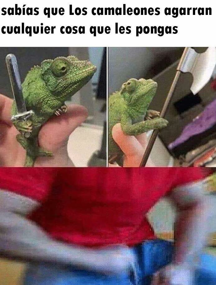 Ste camaleón - Meme subido por AlfonsoArenas17 :) Memedroid