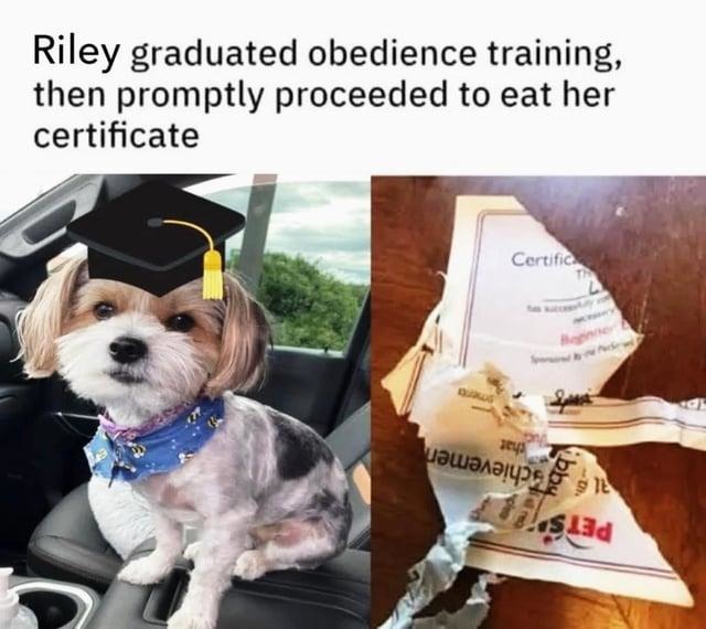 The best Certificate memes :) Memedroid