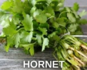 Top memes de Cilantro en español :) Memedroid