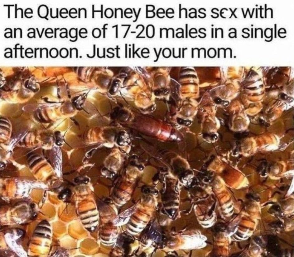 The best Bees memes :) Memedroid