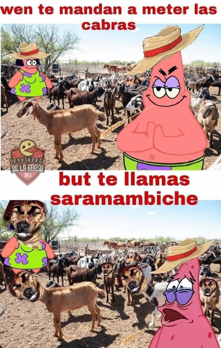 Top memes de Patricio en español :) Memedroid