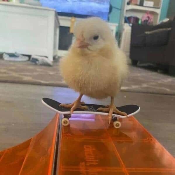 The Latest Memes :) Memedroid