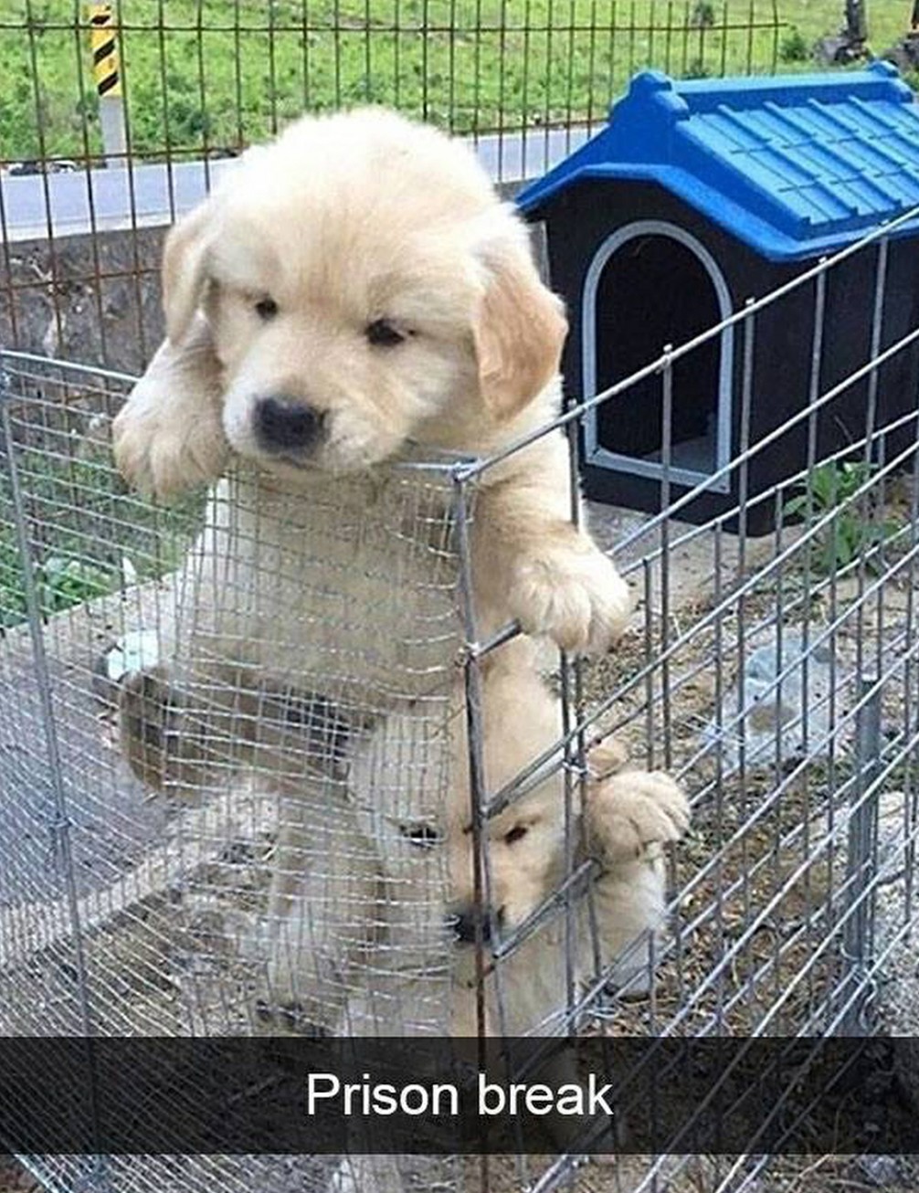 Cute Prison Break - Meme by 4LV4R0_acb :) Memedroid